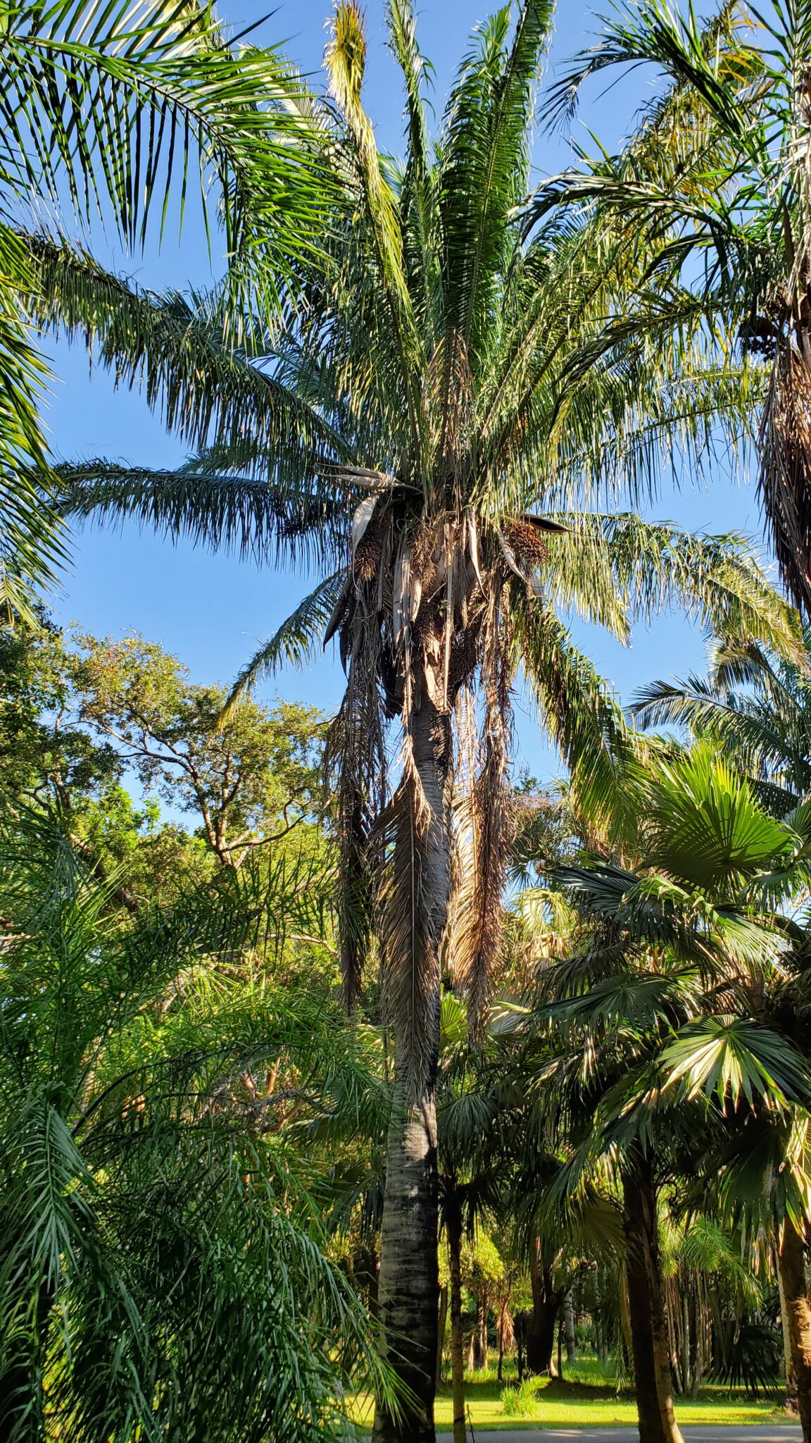 Attalea butyracea – Botanical Auctions