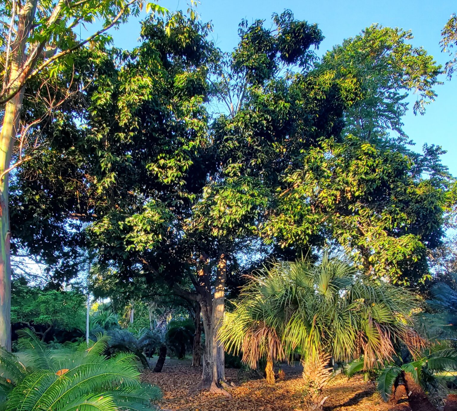 Mimusops elengi – Botanical Auctions