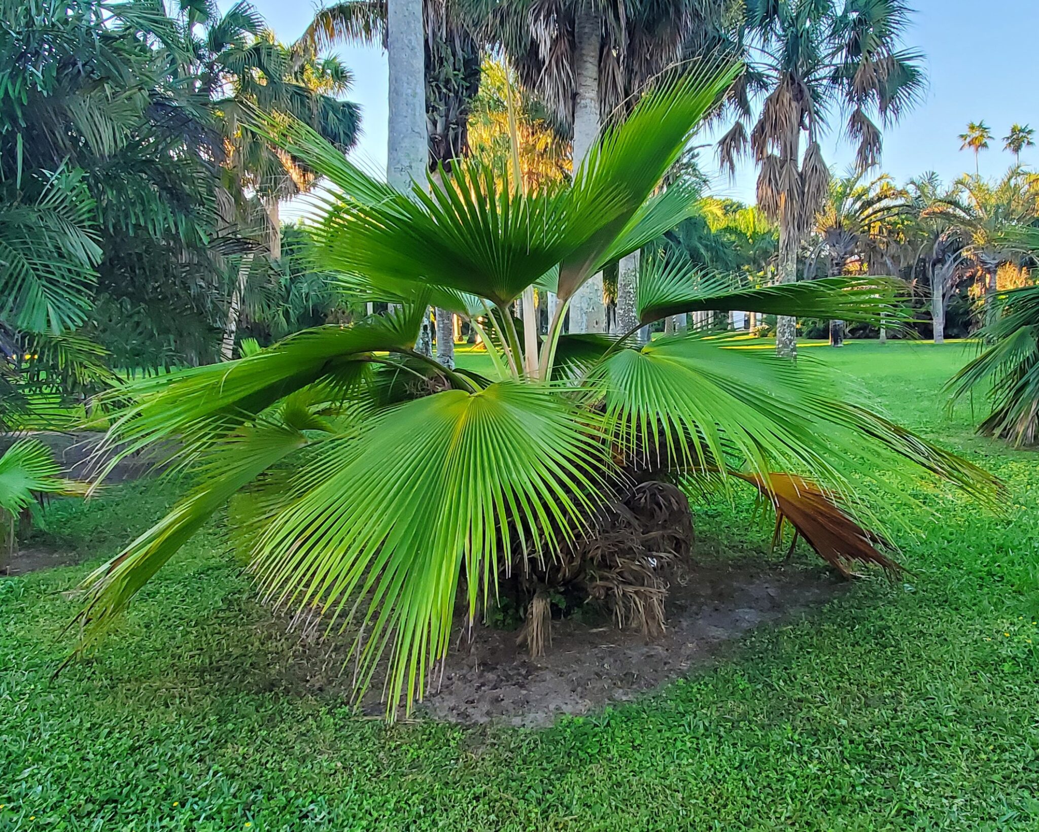 Pritchardia glabrata – Botanical Auctions