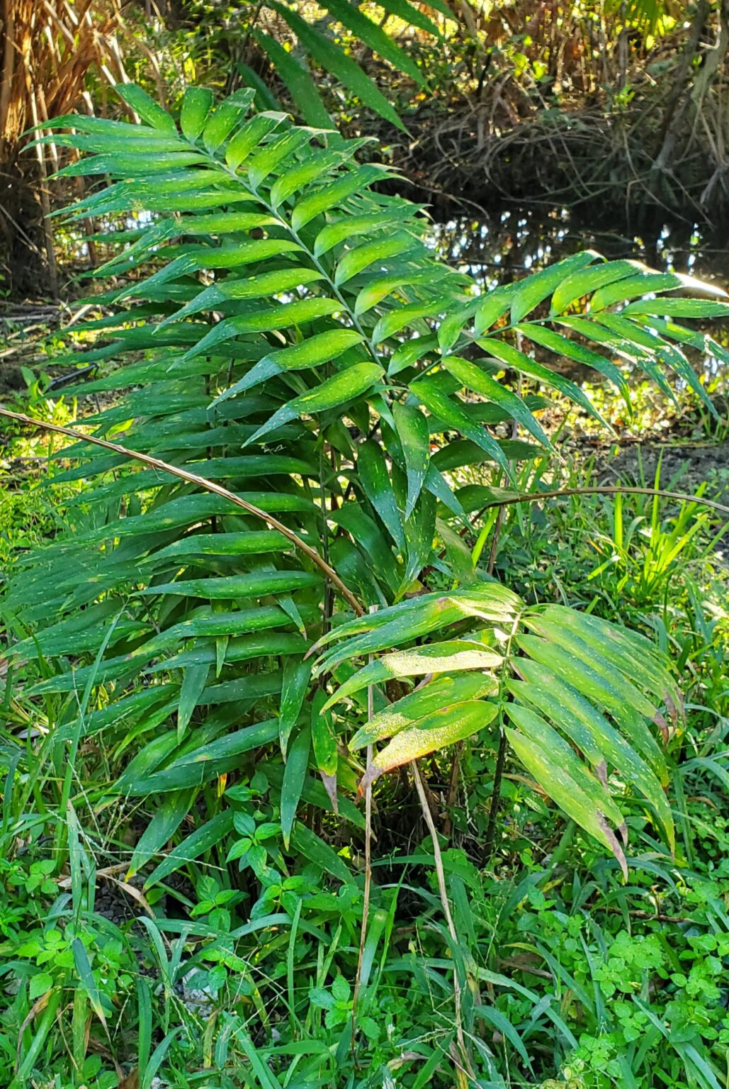 Zamia variegata – Botanical Auctions