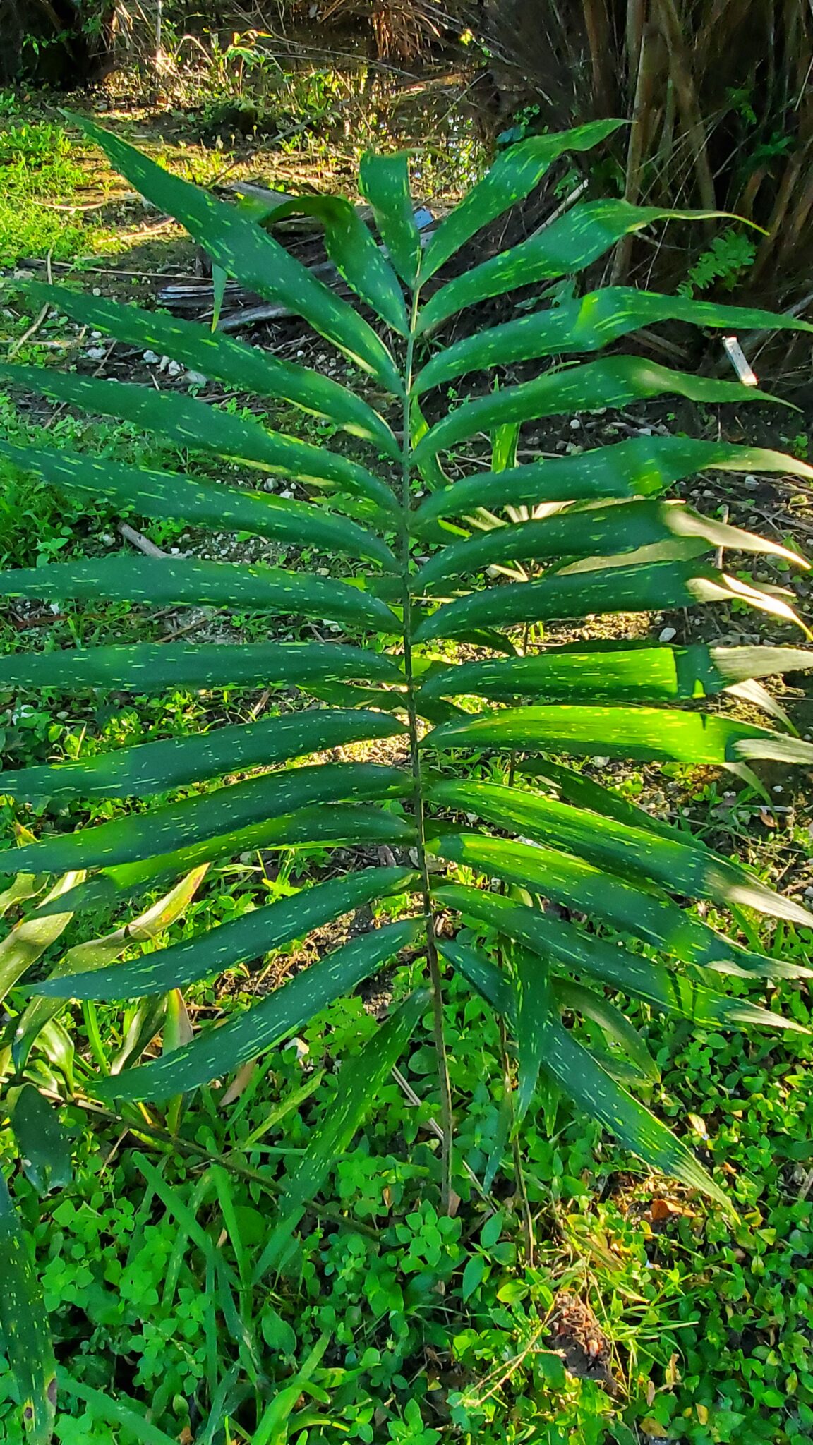 Zamia variegata – Botanical Auctions