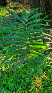 Zamia variegata – Botanical Auctions
