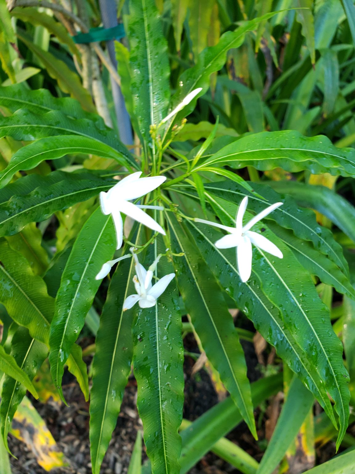 Alstonia venenata – Botanical Auctions