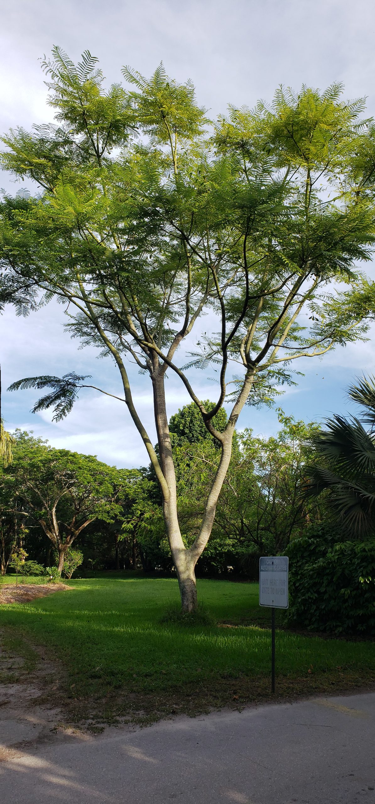 Schizolobium parahyba – Botanical Auctions