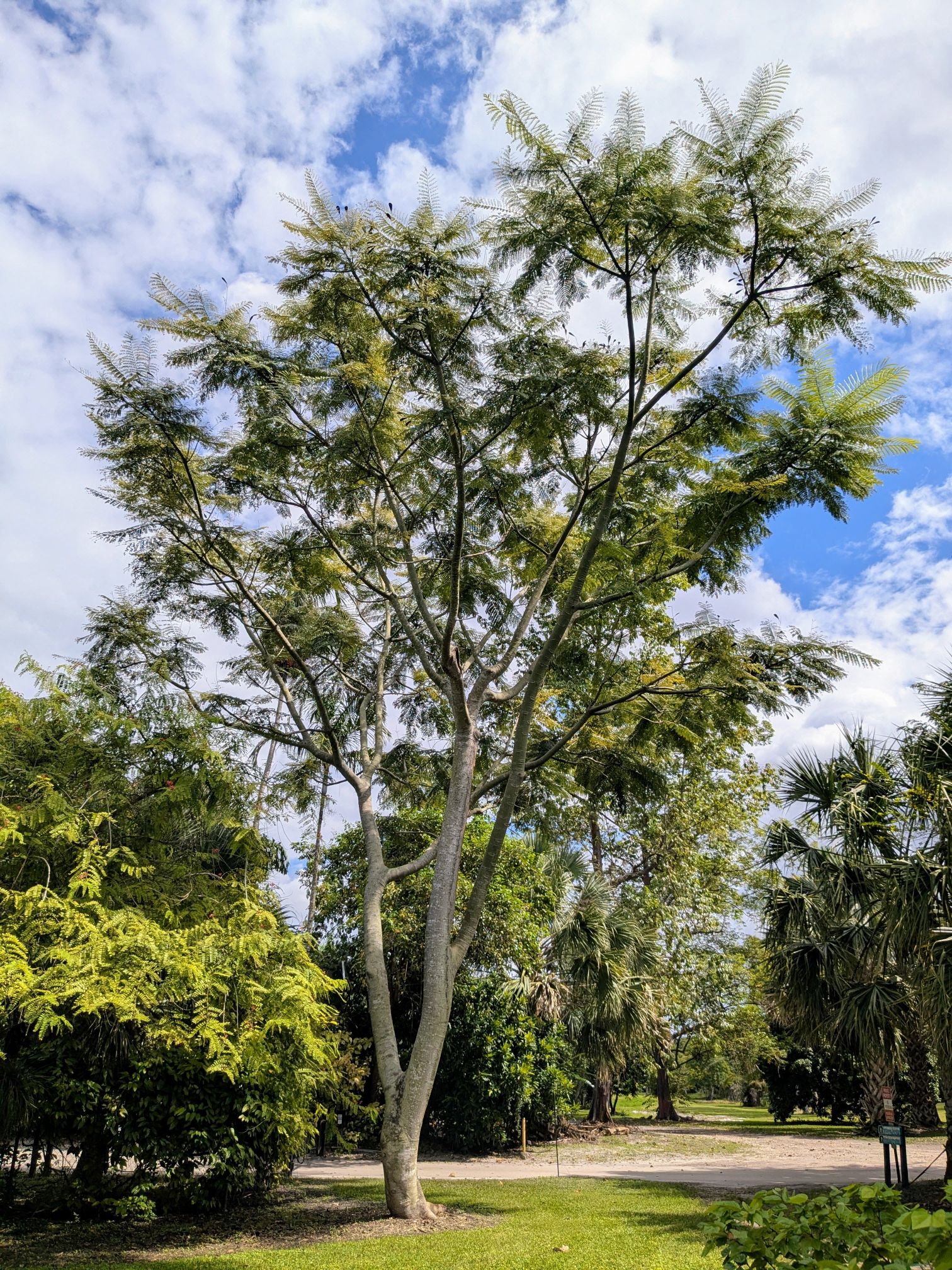 Schizolobium parahyba – Botanical Auctions